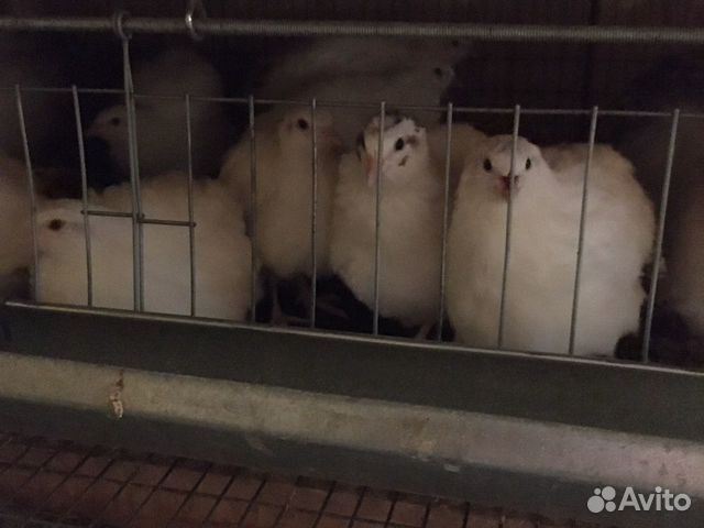 Животные, птицы