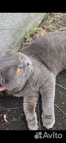 Голубой шотландский вислоухий кот