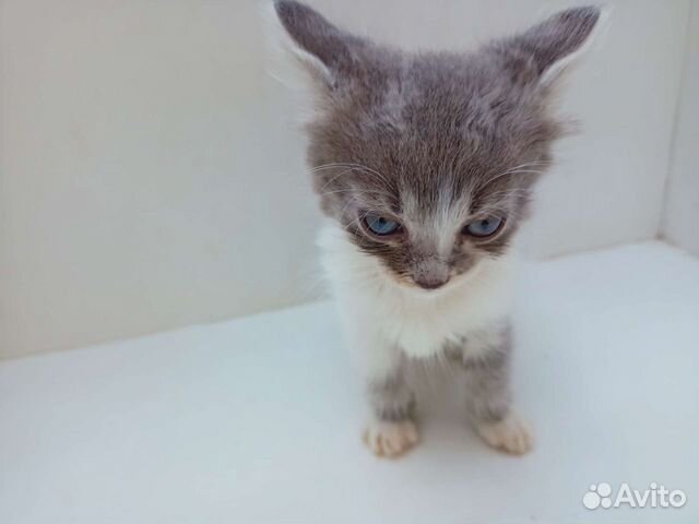 Малышка манчкин