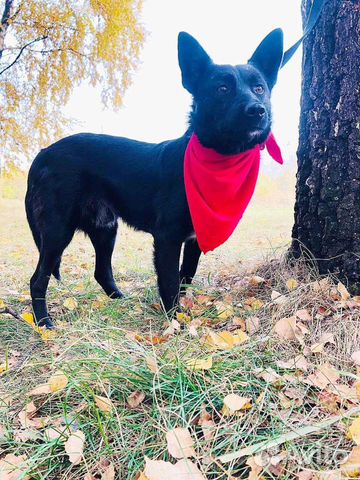 Малыш Каспер ищет родителей