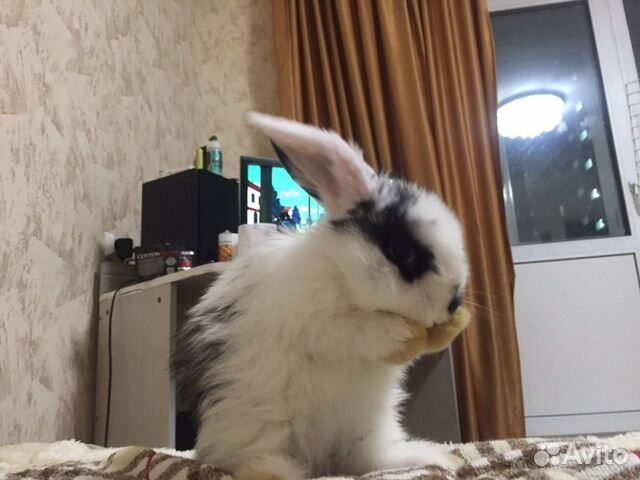 Кролик вислоухий декоративный