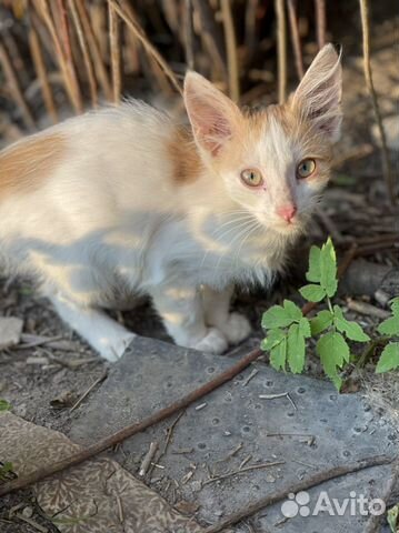 Бело рыжее чудо
