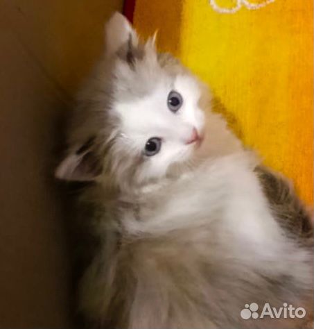 Отдам даром игривую кошечку