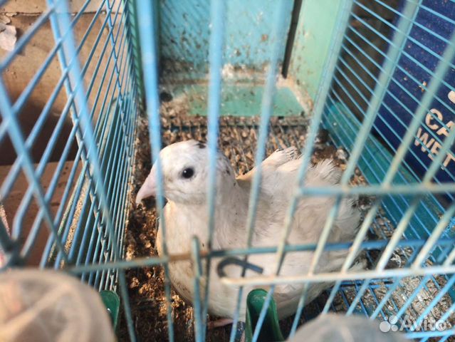 2 перепелочки-несушки