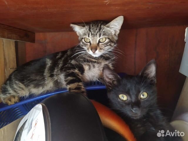 Кошки