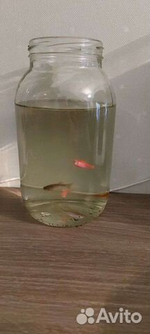 Аквариумные рыбки