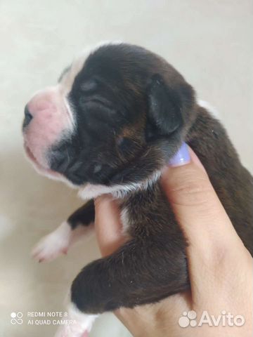 Щенки немецкого боксера