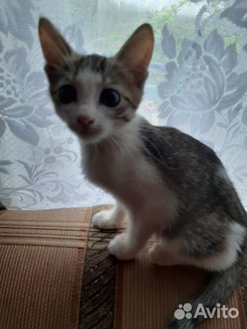 Котенок ласковый