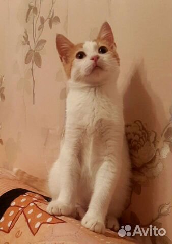 Очень хочет домой, малыш Наполнен