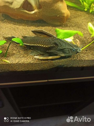 Сомик бесплатно