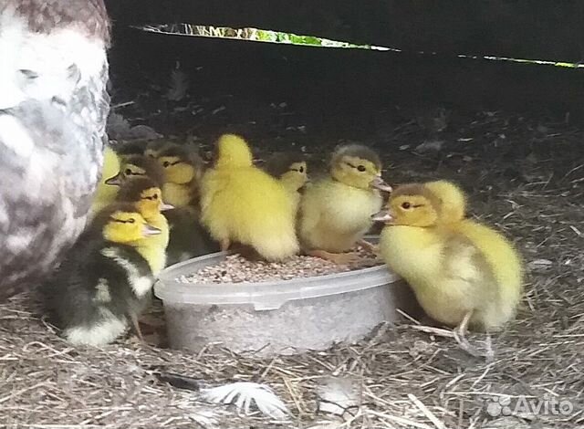 Утята мускусные индоутята