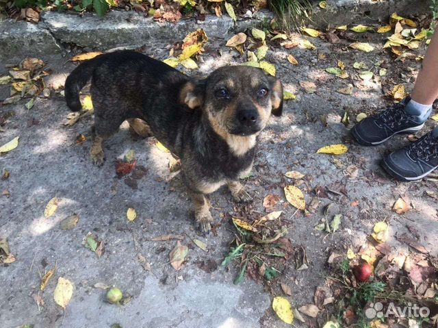 Джульетта маленькая несчастная собачка