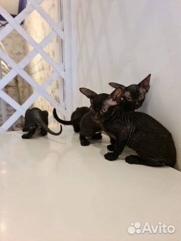 Котята корниш-рекс