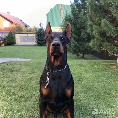 Доберман вязка