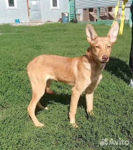 Красавица П О Л Л И ищет дом