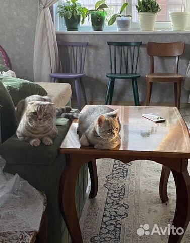 Шотландский вислоухий кот