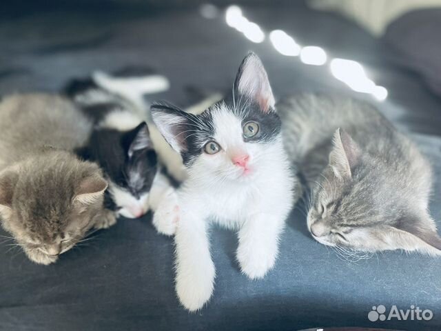 Котята в добрые руки