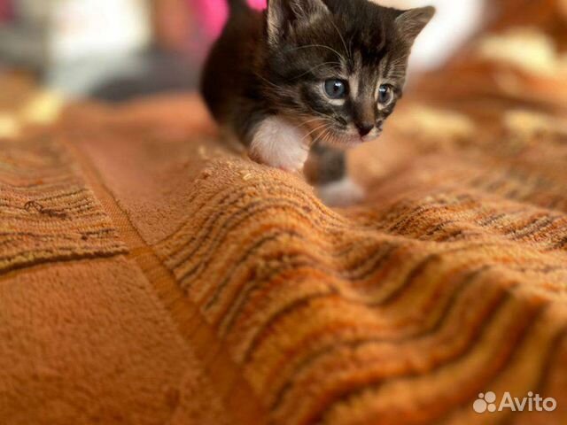 Хочу к тебе (котёнок)