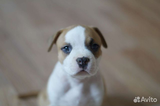 Staffordshire Terrier (питомник, совладение)