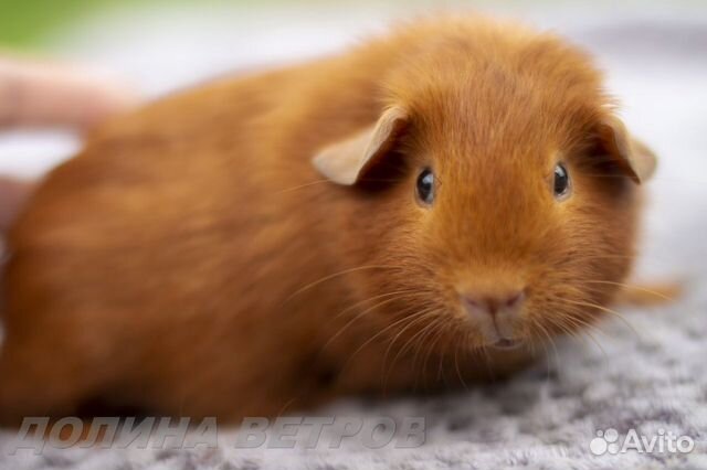 Морские свинки английские селфы девочки