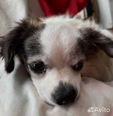 Чиху-тсу Болтик