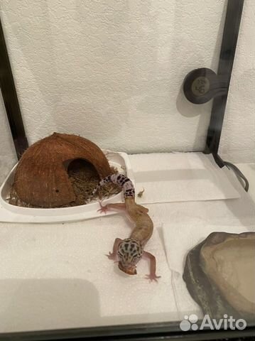 Эублефар + террариум