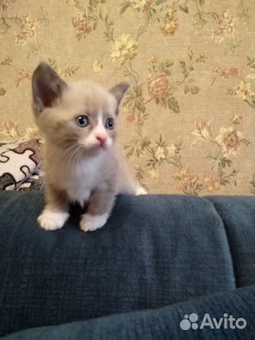 Красотуля кошечка