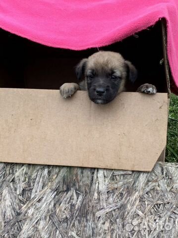 Малышка щенок ищет дом, в дар