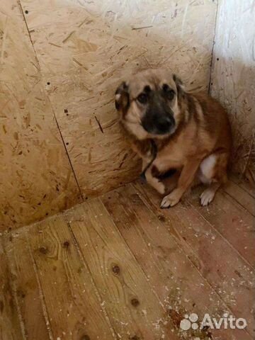 Спасите маленькую собаку из приюта