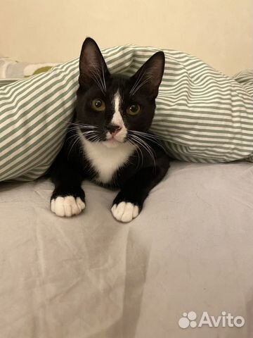 Самые прекрасные котята