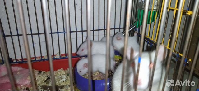 Декоративная крыса