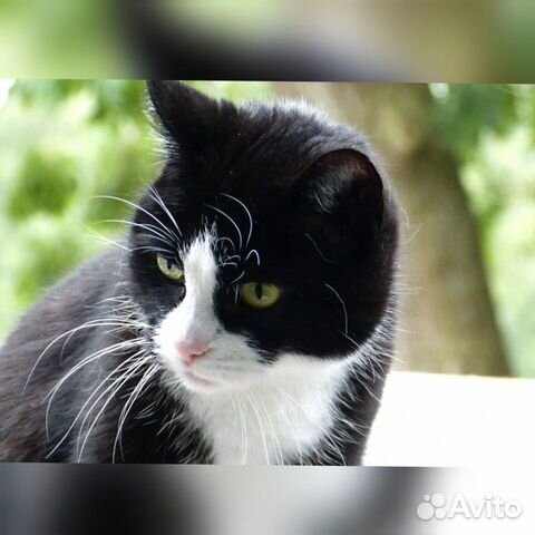 Кошка в добрые руки