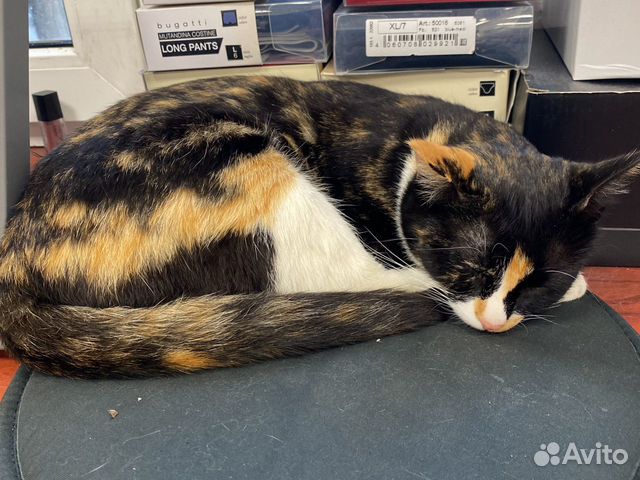 Кошка потеряшка