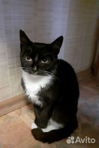 Красивая ласковая молодая кошечка