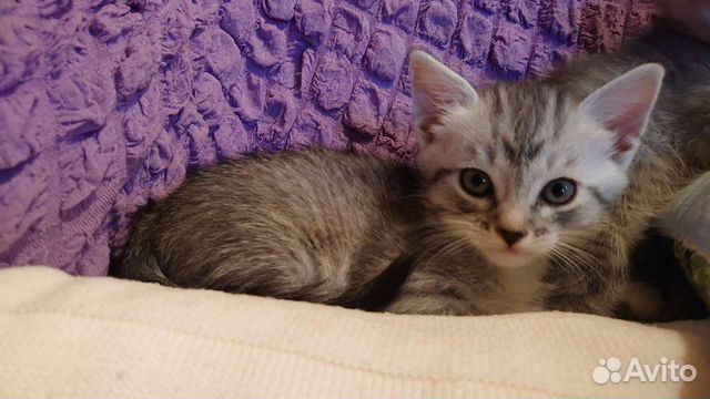 Котенок Славик 1,5 месяца