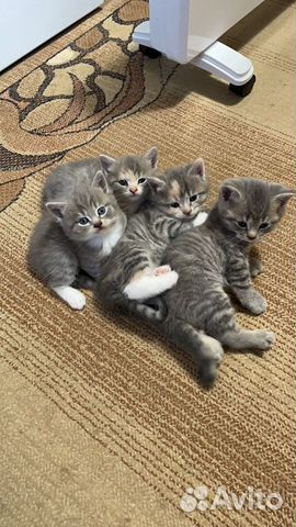 Шотландские котята