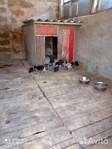 Щенки курцхаара