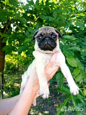 Щенок мопса белый