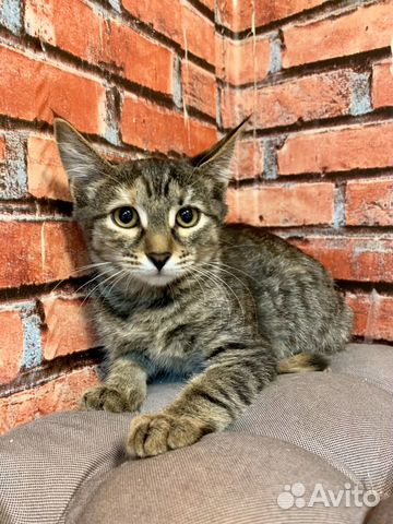 Котенок девочка Кася 3 мес