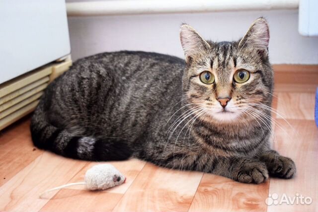 Котик Флинт 1,5 года ищет дом