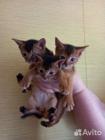 Абиссинская