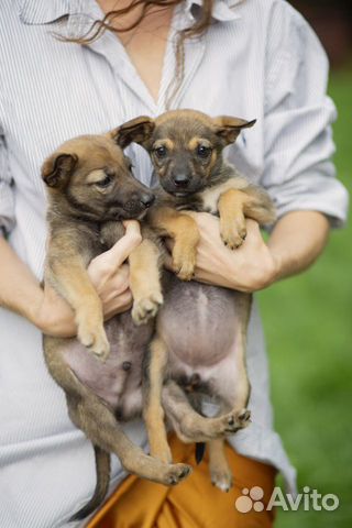 Щенки-метисы, 2 месяца