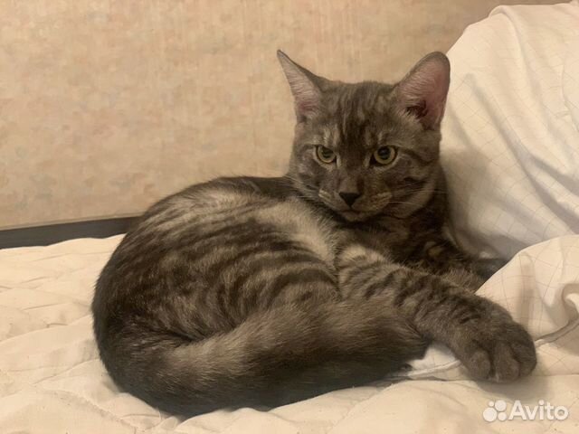 Котик