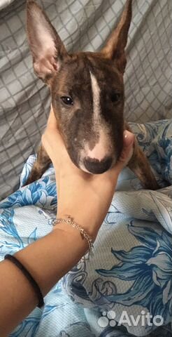 Миниатюрный бультерьер