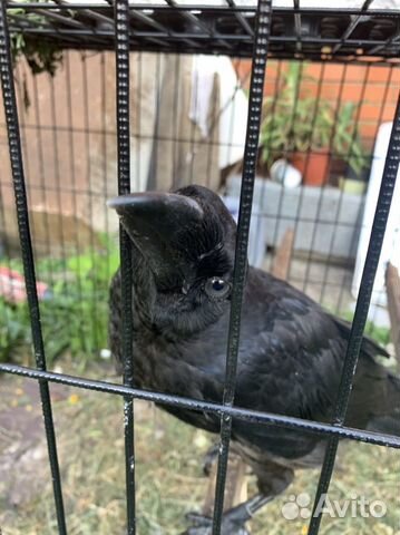 Чёрный ворон