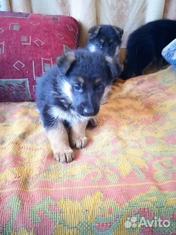 Немецкая овчарка