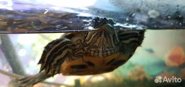 Красноухая черепаха бесплатно