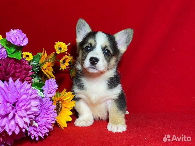 Щенки Вельшкорги. Интересные крови