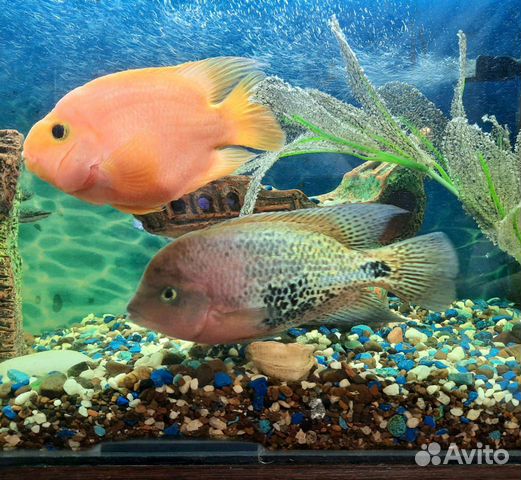 Аквариумные рыбы