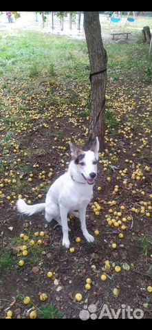 Домашняя собачка Белянка ищет дом